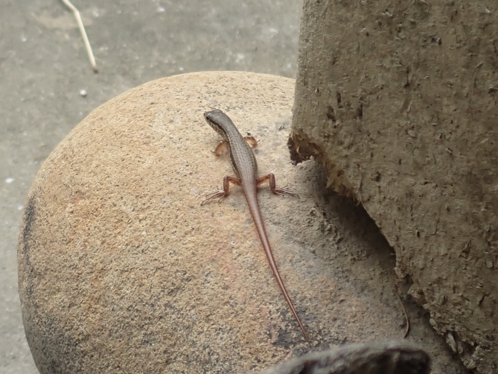 Indian Forest Skink from 台灣苗栗縣 on July 24, 2022 at 09:06 AM by Zheng-An ...