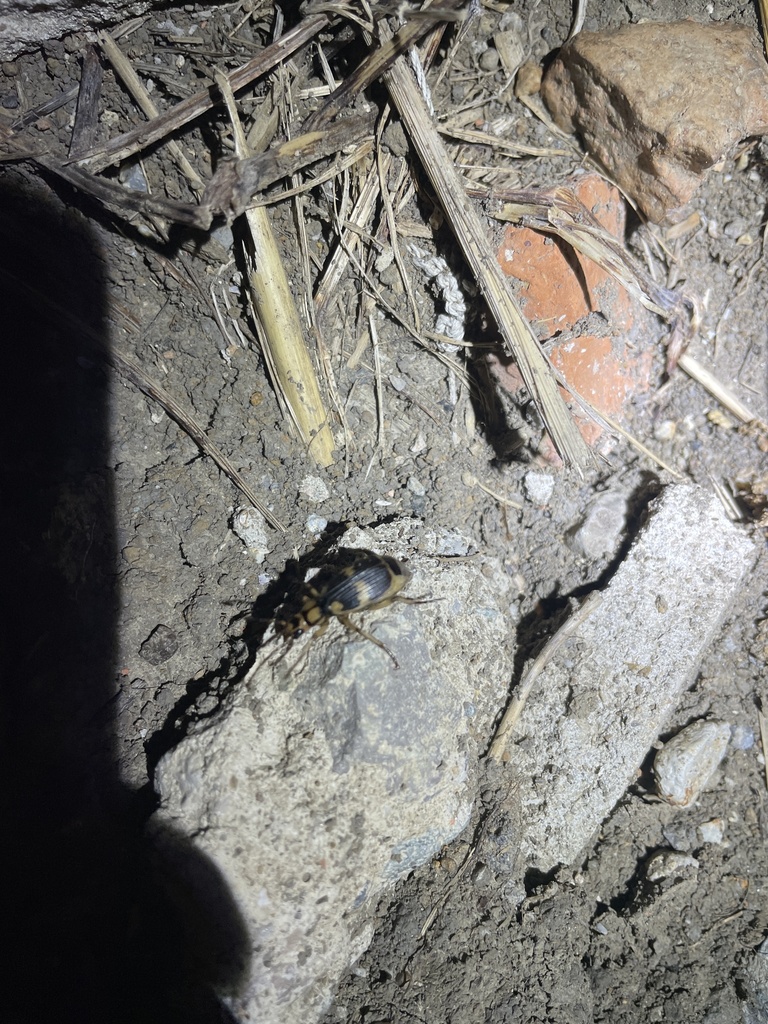 Pheropsophus javanus from S17苏台高速, 苏州市, 江苏省, CN on July 25, 2022 at 07: ...