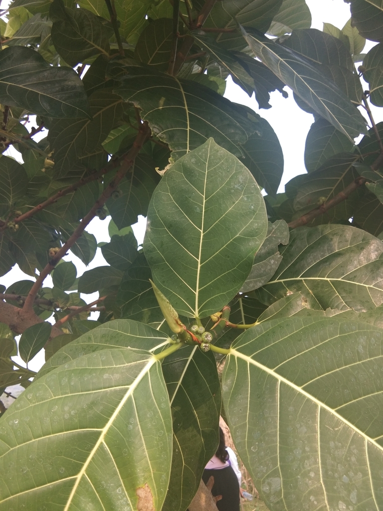 hauli tree from G2WF+377, Singasari, Jonggol, Bogor Regency, West Java ...