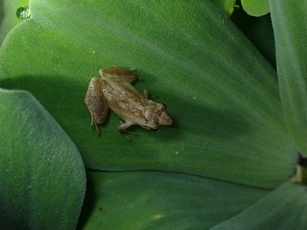 Romer's Tree Frog from 香港大嶼山 on July 26, 2022 at 10:33 PM by Carbomay ...