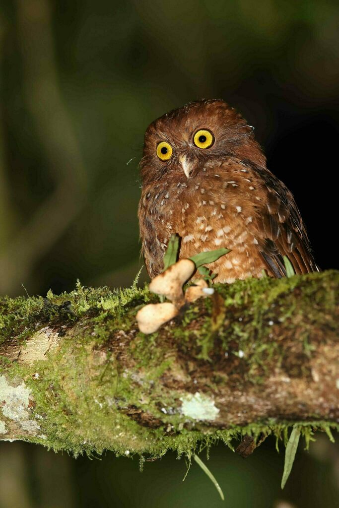 Cinnabar Boobook in July 2022 by Carlos N. G. Bocos · iNaturalist