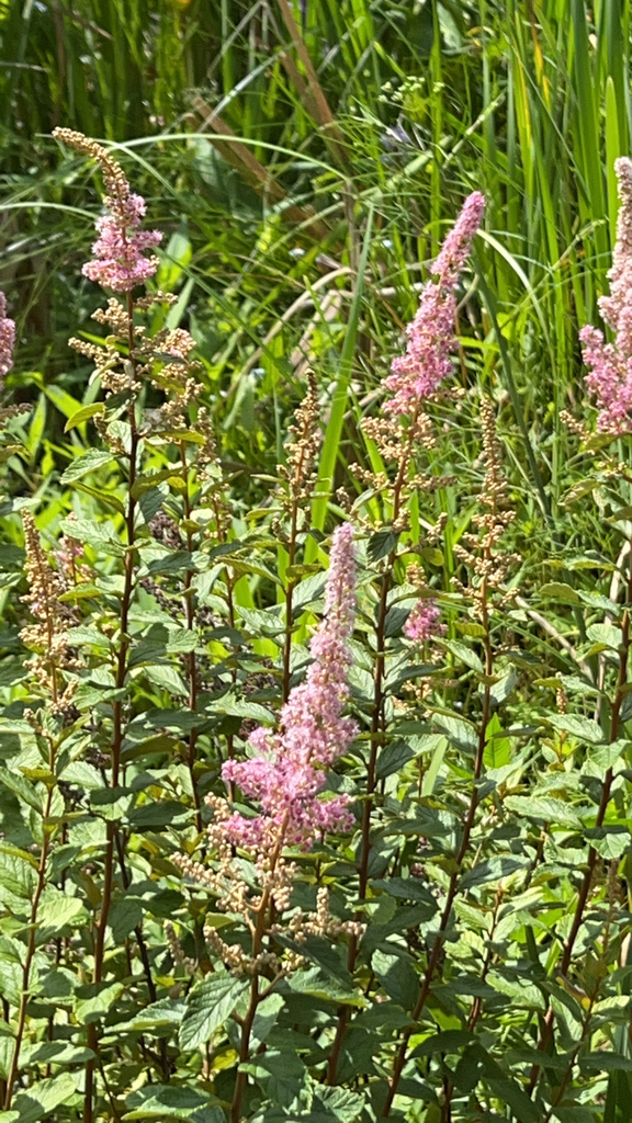 Steeplebush from Saranac Lake on July 24, 2022 at 10:49 AM by Kary ...