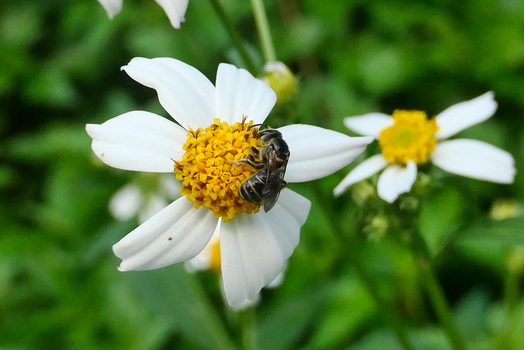White Combed-Sweat Bee from 香港青衣 on July 23, 2022 at 07:51 AM by K W ...