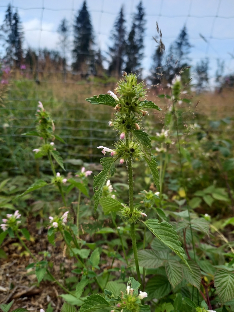 Common hemp-nettle from Dolní Lomná 252, 739 91 Dolní Lomná, Česko on ...