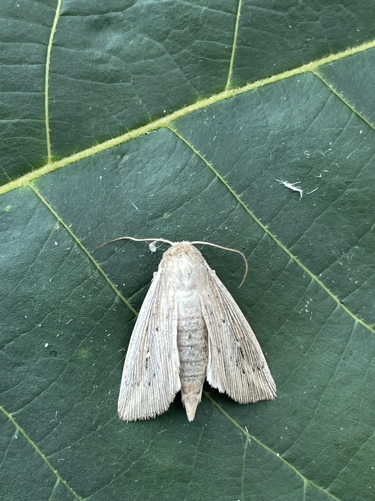 Linen Wainscot Moth from Makamah Nature Preserve, Northport, NY, US on ...