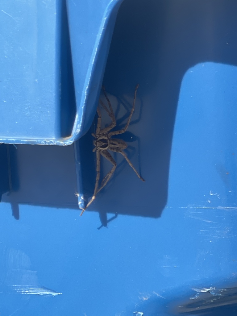 Pantropical Huntsman Spider from Timucuan Ecological & Historic ...