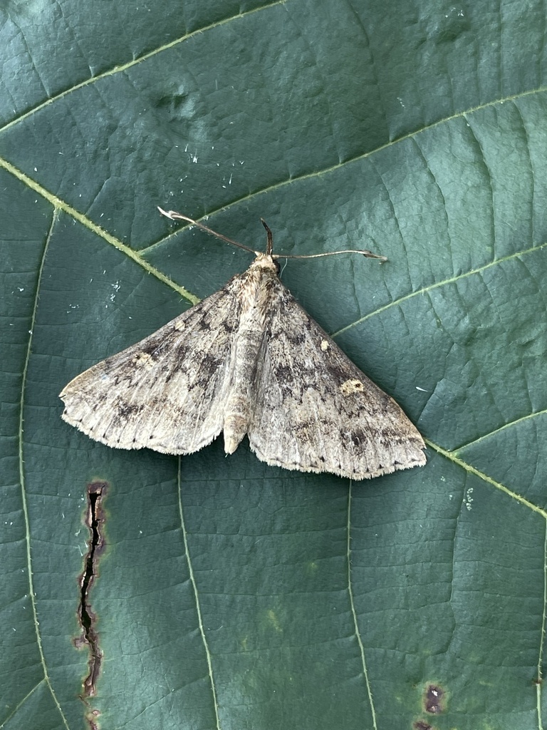 Discolored Renia Moth from Makamah Nature Preserve, Northport, NY, US ...