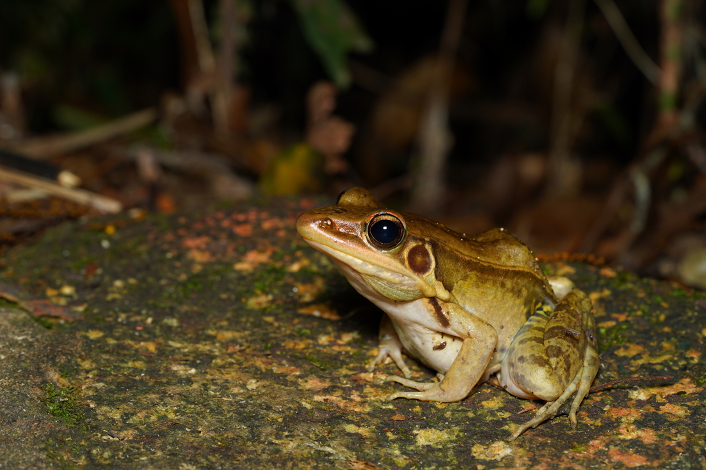 Guenther's Frog in June 2022 by Wu Mago · iNaturalist