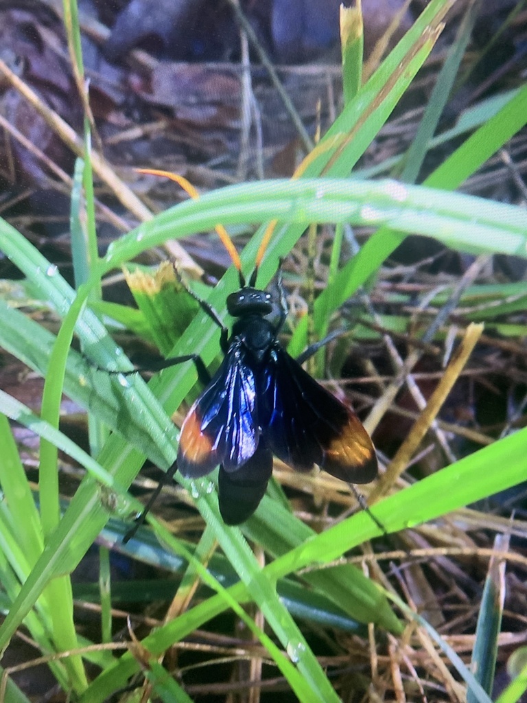 Entypus unifasciatus unifasciatus from Lakeside Dr, Durham, NC, US on ...