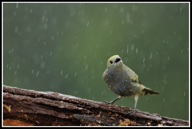 Palm Tanager from 7km north of, Provincia de Alajuela, Boca Tapada ...