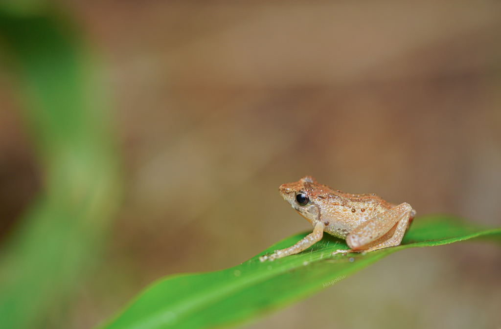 Romer's Tree Frog in July 2022 by Wu Mago · iNaturalist