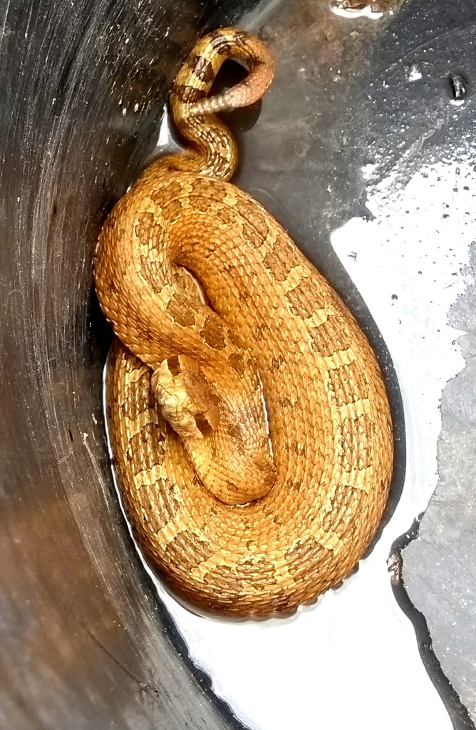 Rattlesnakes from Unnamed Road, Charapan, Mich., México on July 21 ...