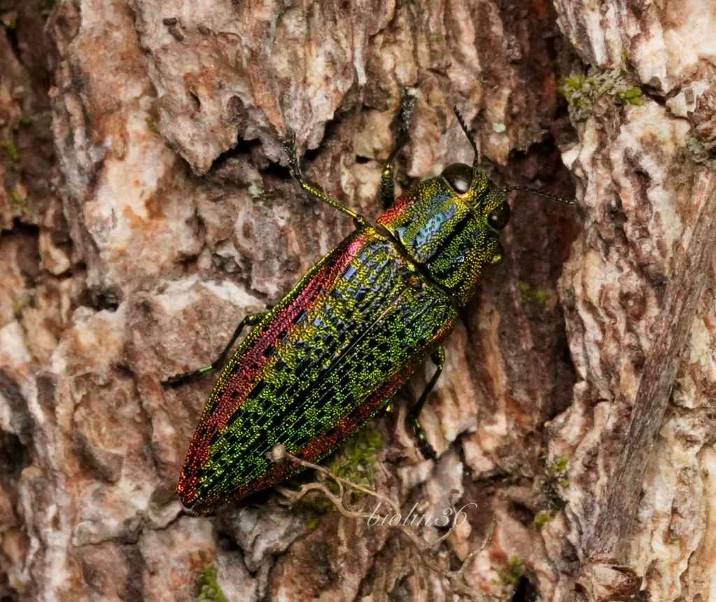 Lamprodila limbata from 中国江苏省南京市 on June 11, 2022 at 09:00 PM by ...
