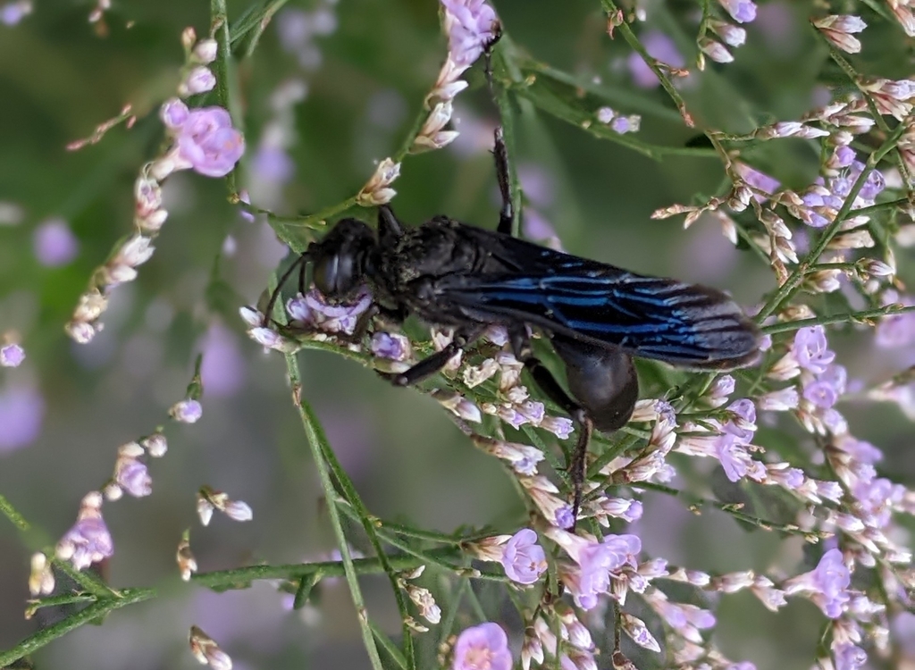 Great Black Digger Wasp from Madison, WI 53704, USA on July 26, 2022 at ...