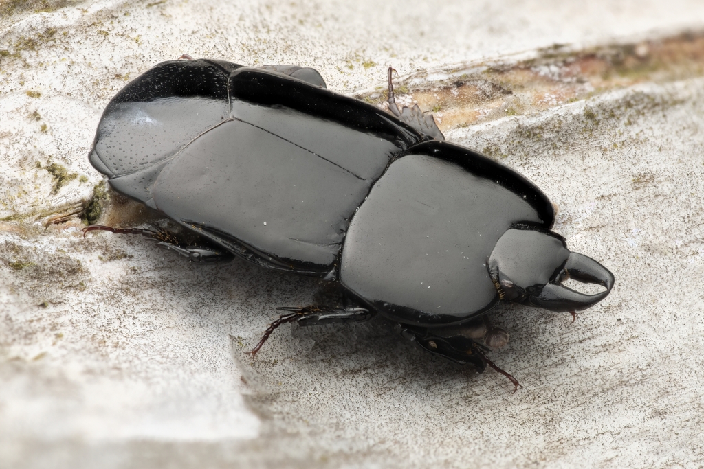 Flat Clown Beetle from 4792 Askeby, Danmark on July 9, 2022 at 05:44 PM ...
