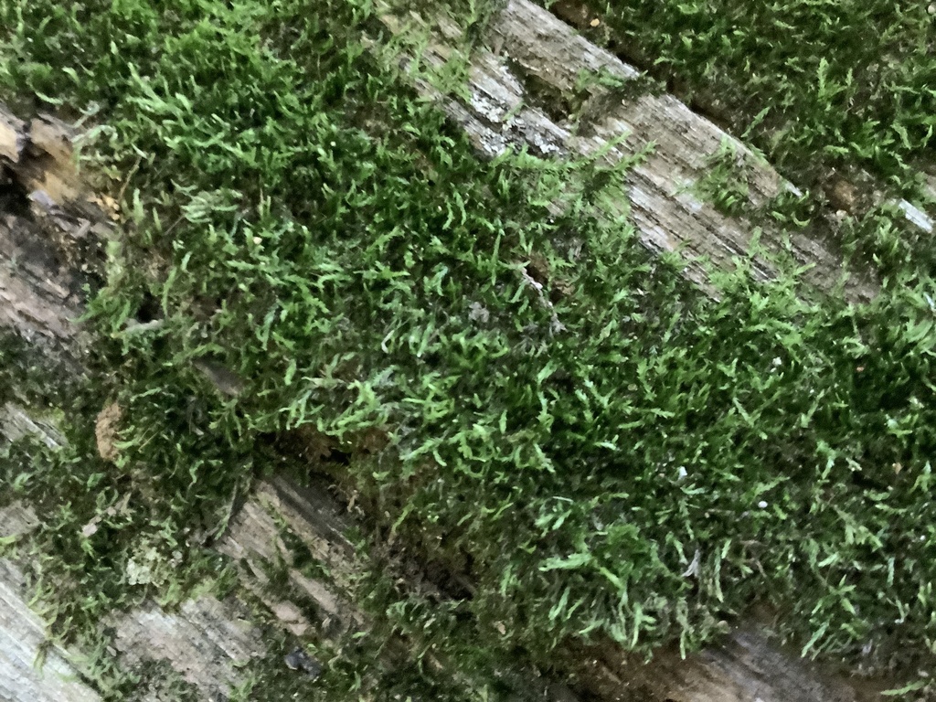 mosses from New York Botanical Garden, New York, NY, US on July 27 ...