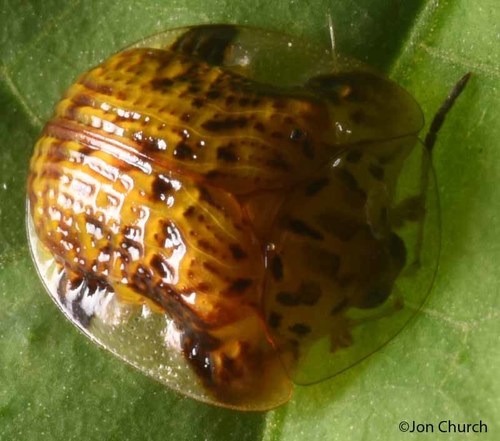 Genus Parorectis · iNaturalist