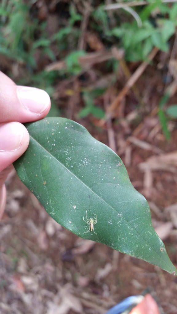 Matidia spatulata from 555台灣南投縣魚池鄉日月潭 on November 4, 2016 at 08:35 AM ...