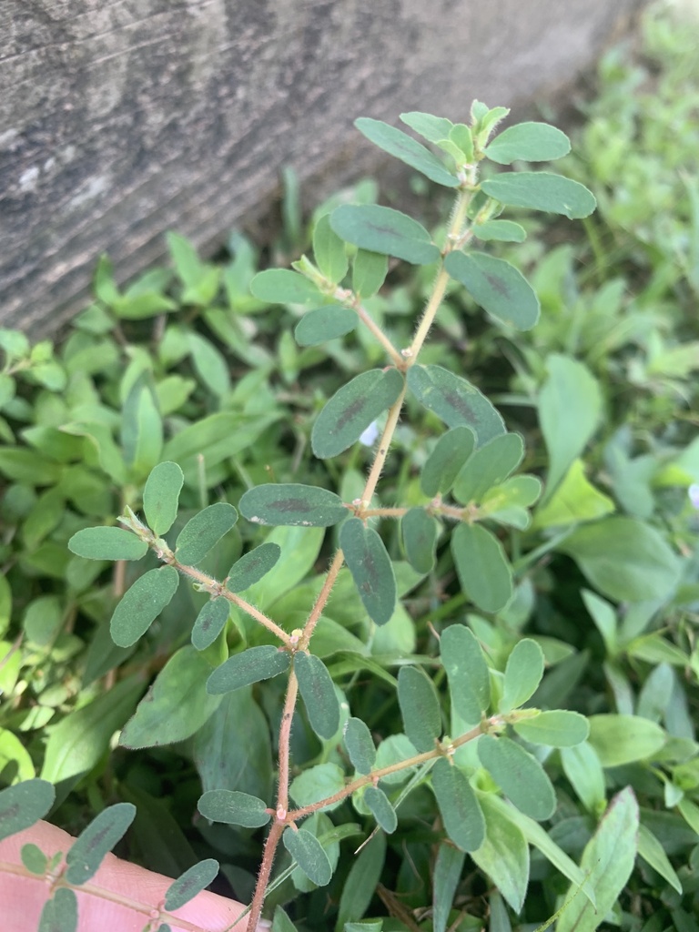 Spotted spurge in July 2022 by Haven Powell · iNaturalist