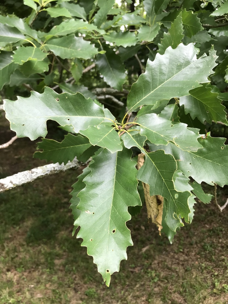 chinkapin oak from Durand Eastman Park, Rochester, NY, US on July 27 ...
