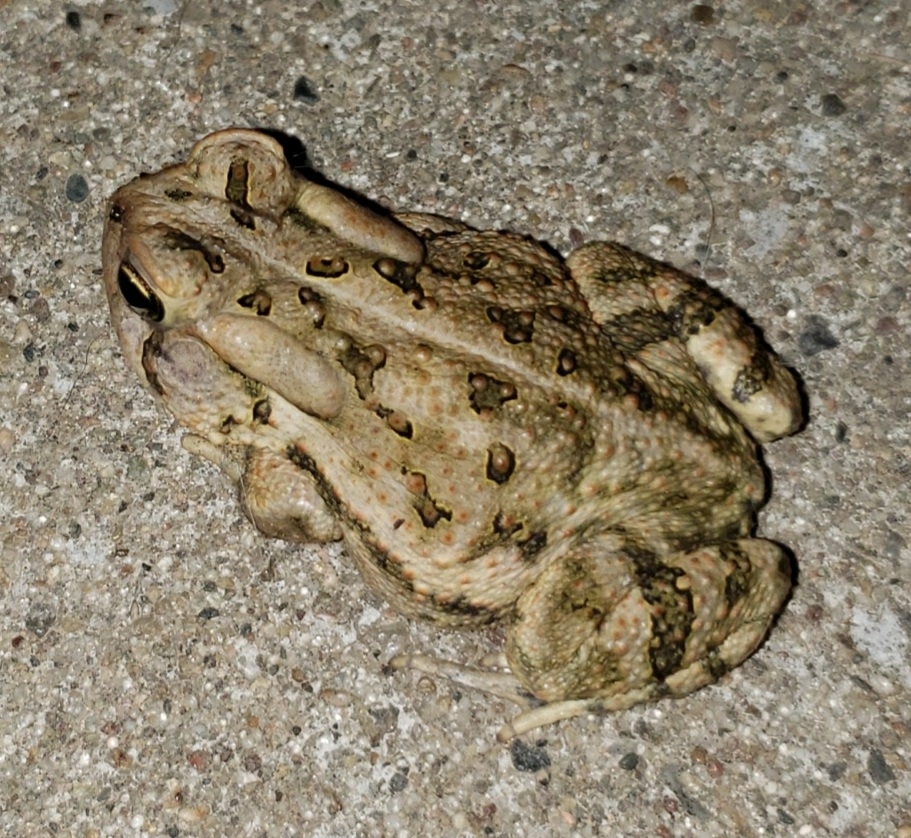 Fowler's Toad from Vienna, IL 62995, USA on July 26, 2022 at 09:28 PM ...