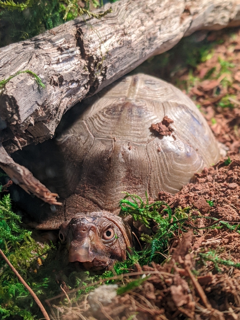 Box Turtles from South Deering, Chicago, IL, USA on July 27, 2022 at 08 ...