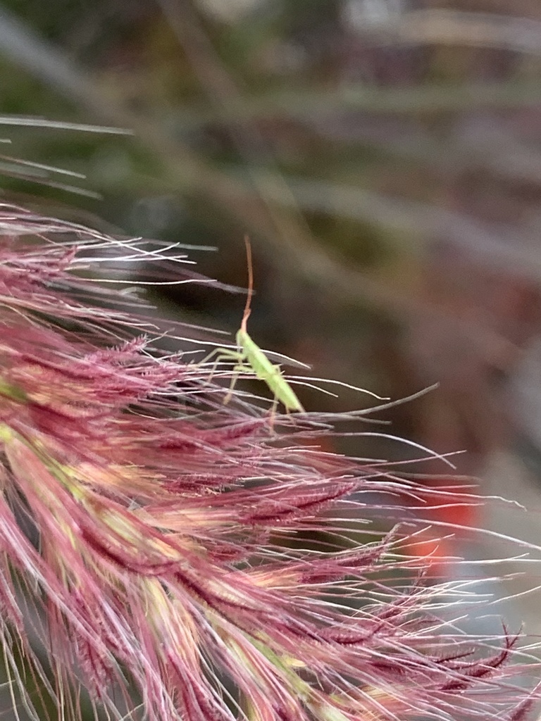 Rice Leaf Bug in July 2022 by C Hewitt · iNaturalist