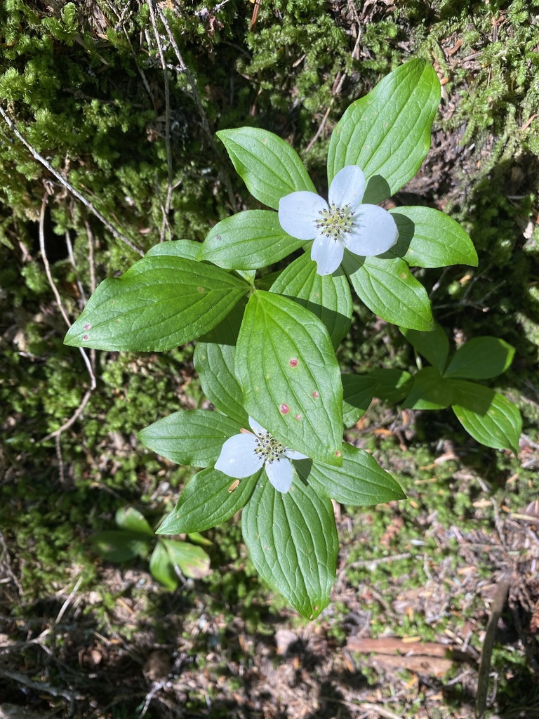 Western Bunchberry from The Mount Baker-Snoqualmie National Forest ...