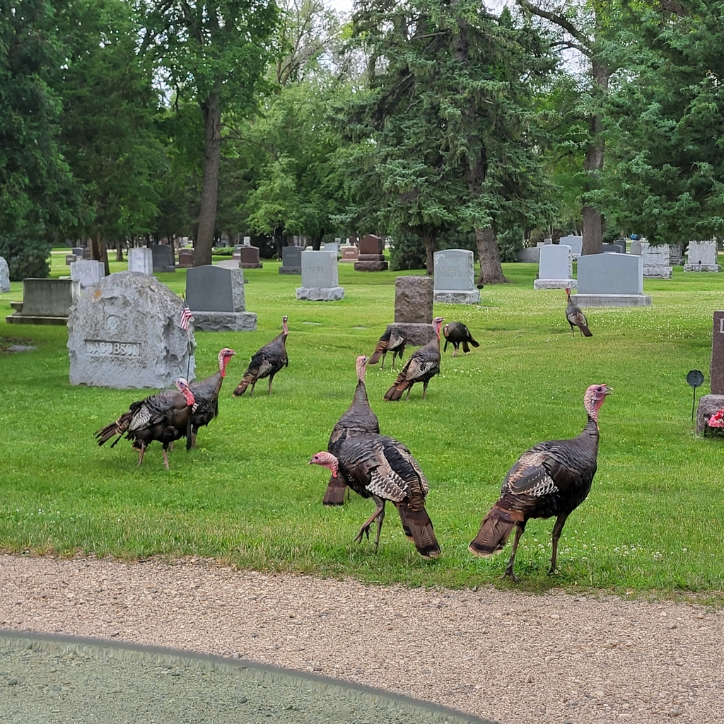 Wild Turkey from Lincoln, Fargo, ND 58103, USA on July 16, 2022 by ...