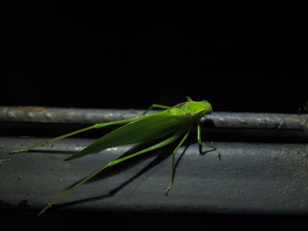 Orophus from Alajuela Province, San Carlos, Costa Rica on August 02 ...