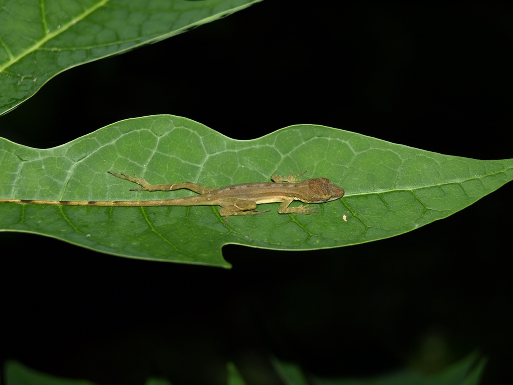 Border Anole from Alajuela Province, San Carlos, Costa Rica on August ...