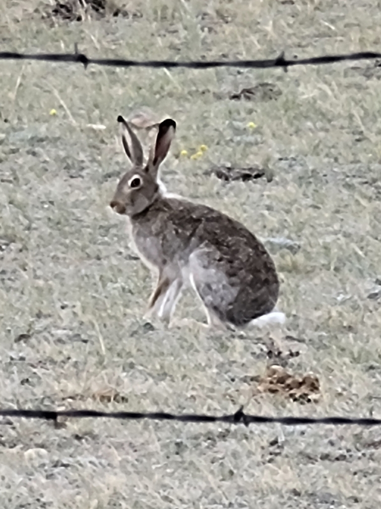 White-tailed Jackrabbit from Laramie, WY 82070, USA on July 22, 2022 at ...