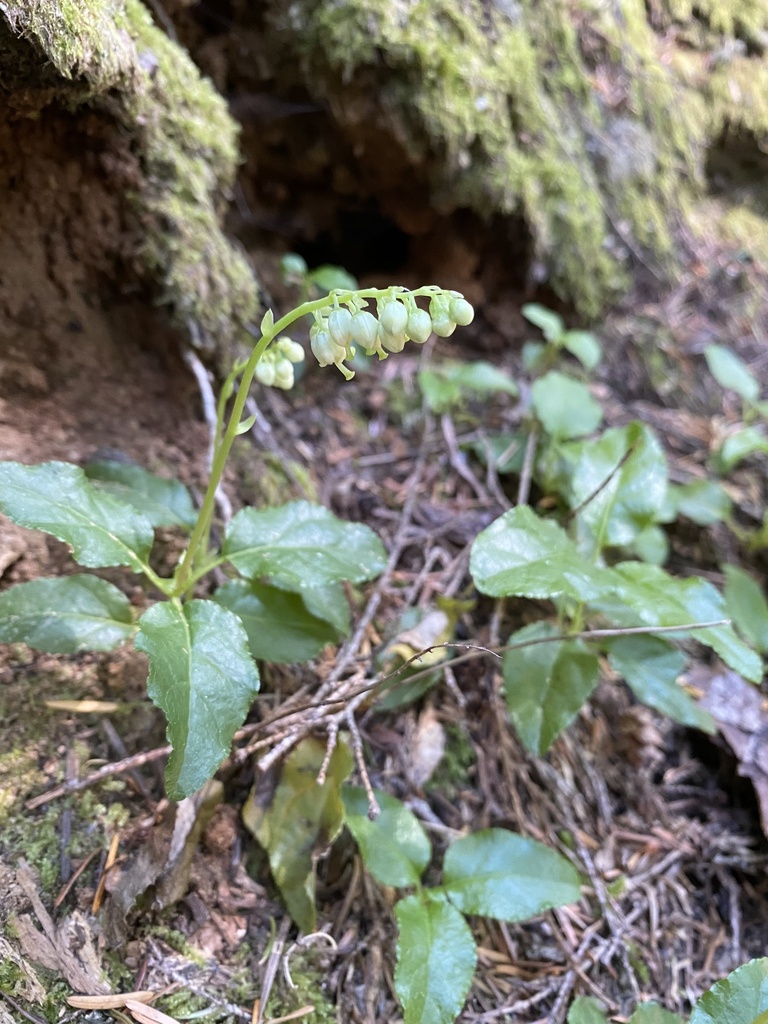 one-sided wintergreen from The Mount Baker-Snoqualmie National Forest ...