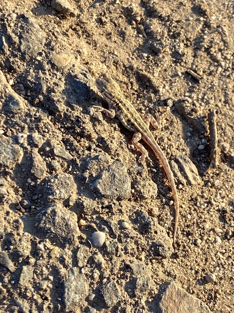 Common Side-blotched Lizard from Jenson River Ranch, Fresno, CA, US on ...