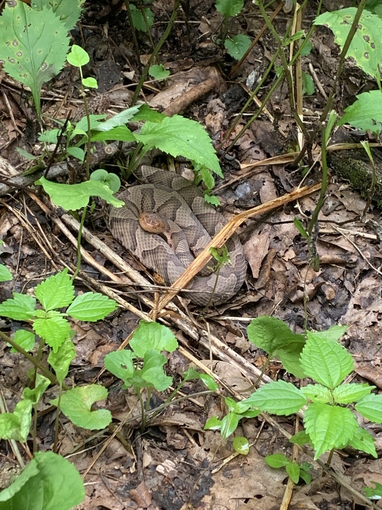 Eastern Copperhead from Heath, OH, US on July 27, 2022 at 03:42 PM by ...