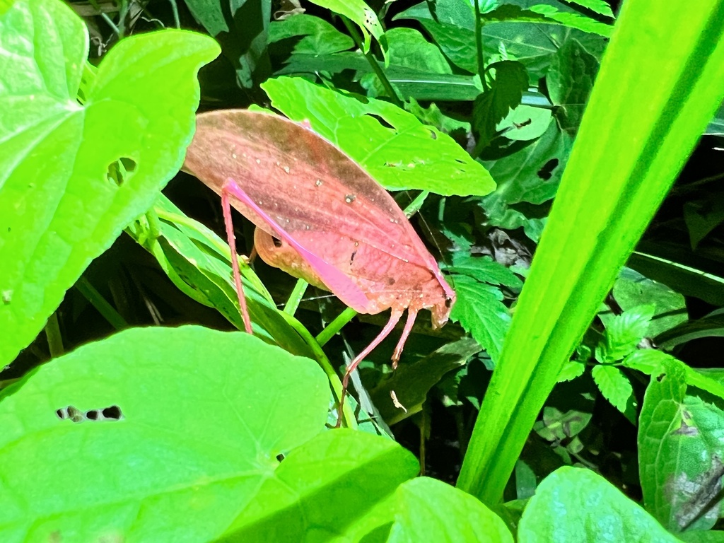 Orophus from SN Miguel Bancos, Pichincha, EC on July 14, 2022 at 09:15 ...