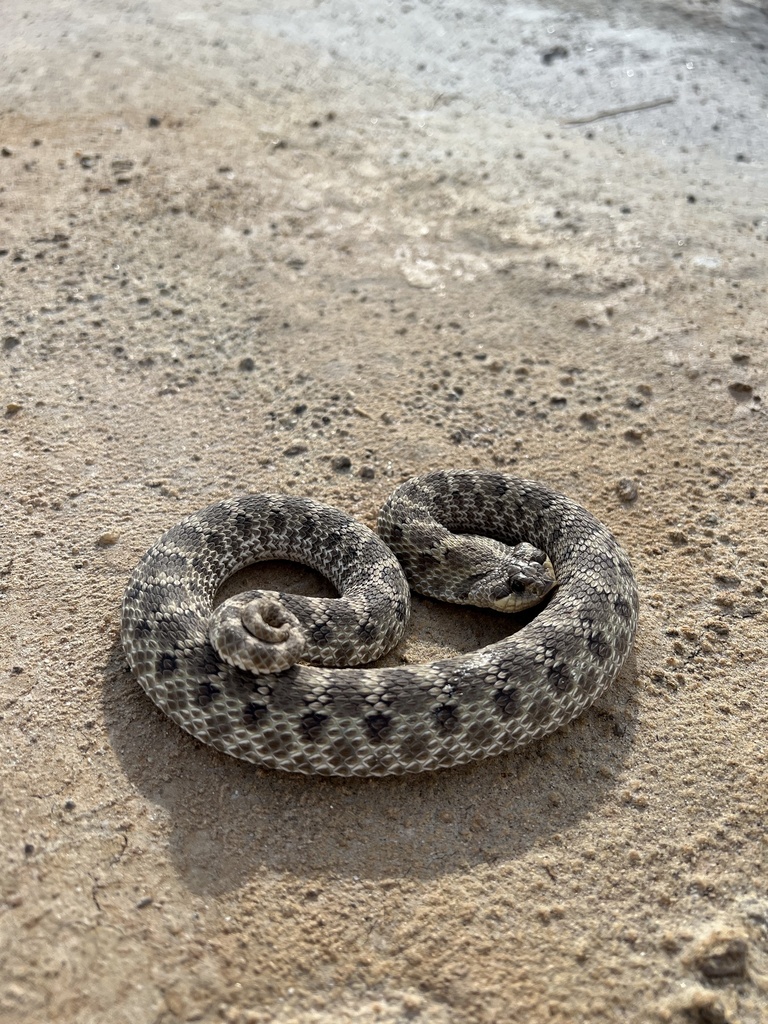 Mexican Hognose Snake in July 2022 by Austin. Crossing road · iNaturalist
