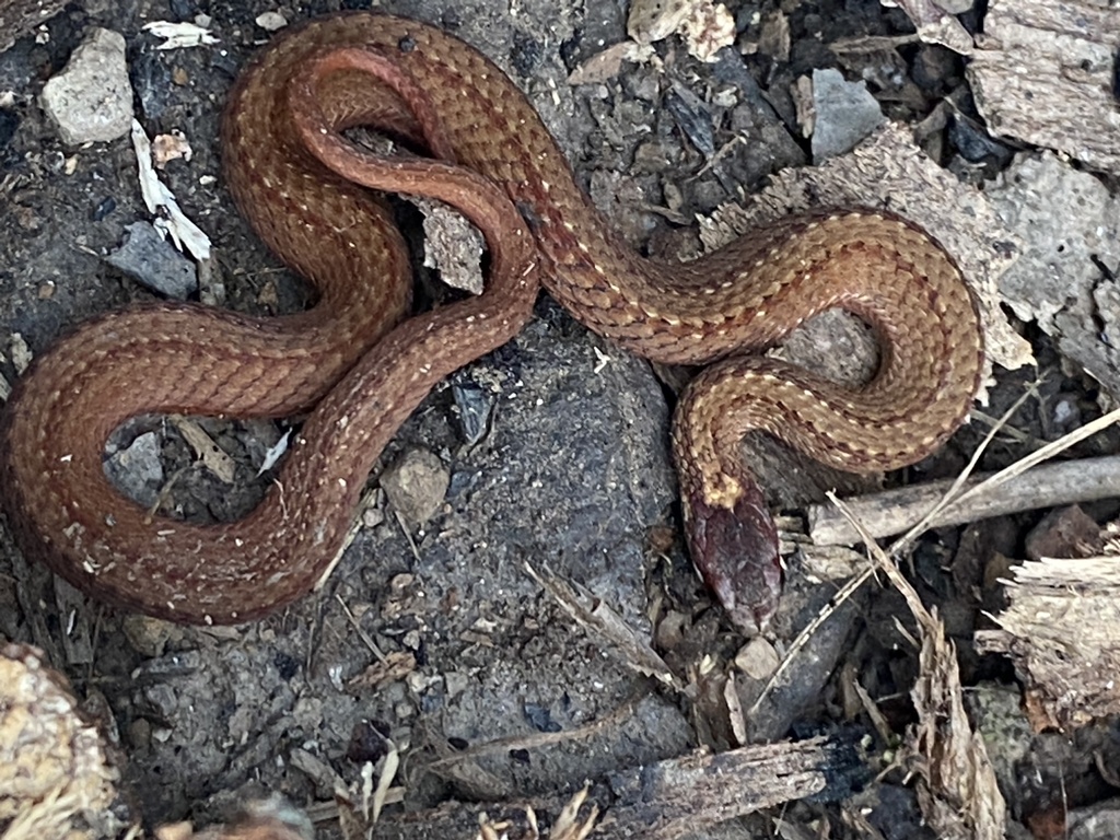 Red-bellied Snake from Cherry Springs Rd, Coudersport, PA, US on July ...