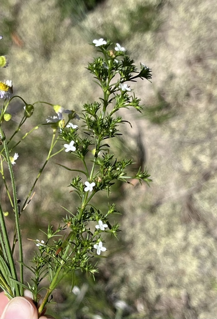 Rust Weed from Wilson Blvd, Blythewood, SC, US on July 23, 2022 at 03: ...