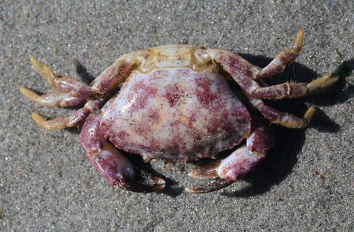 Eurypanopeus crenatus · iNaturalist