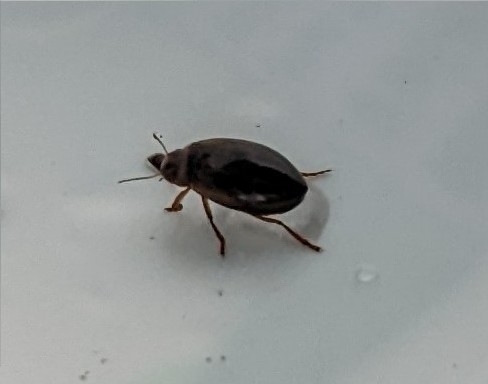 Hygrotus from Saint-Sulpice, Montréal, QC H2M, Canada on July 27, 2022 ...