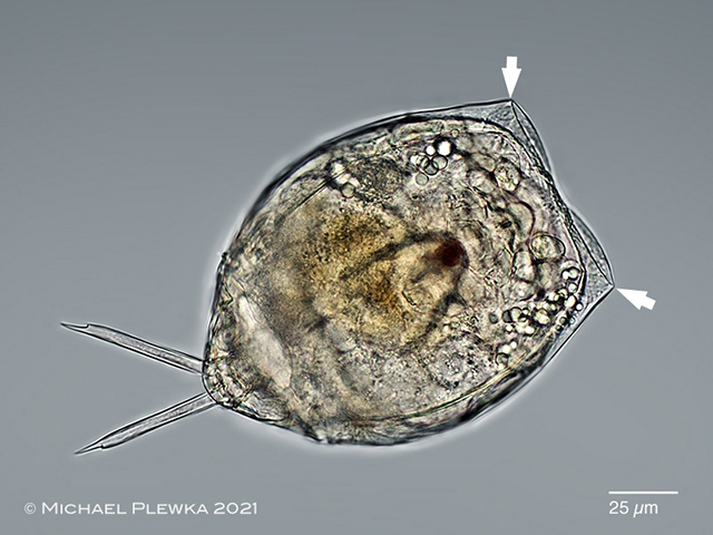 Lecane elsa from Verbano-Cusio-Ossola, Italien on October 8, 2021 at 09 ...