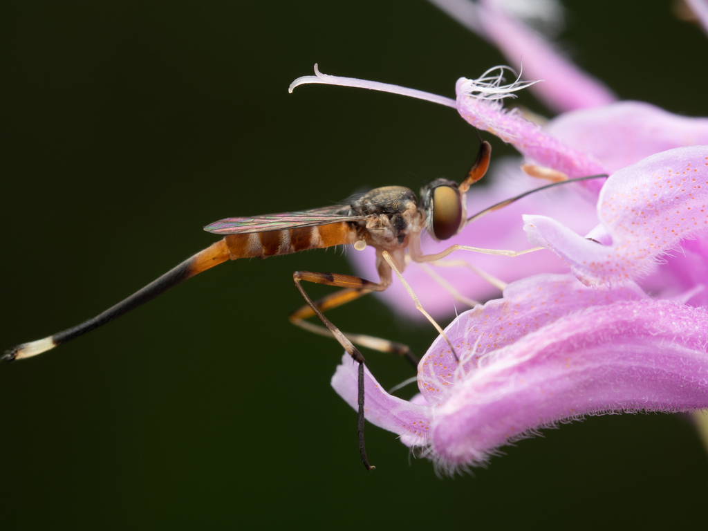 Stylogaster neglecta from Kenosha County, WI, USA on July 16, 2022 at ...