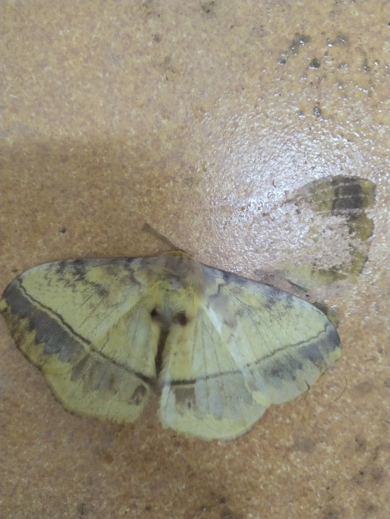 Eupterote mollifera from Forestry Colleg, Bizarre Nagara, Ponnampet ...