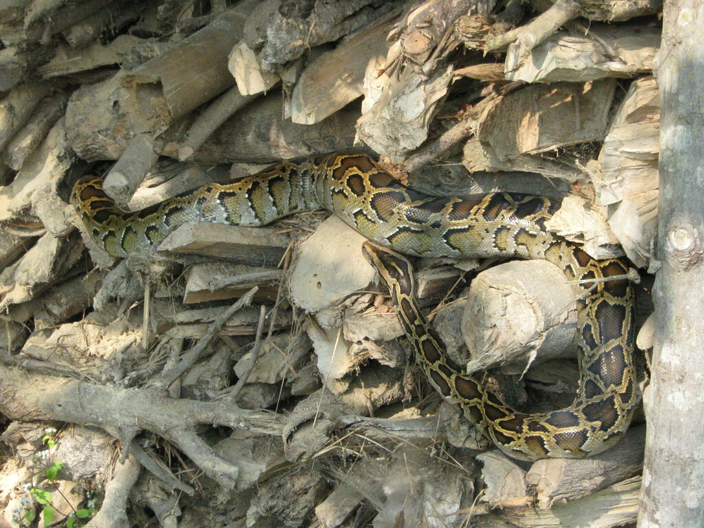 Burmese Python in January 2009 by Anand Chaudhary · iNaturalist