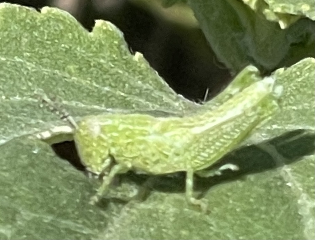 Fuzzy Olive-Green Grasshopper from Bassett, NE, US on July 27, 2022 at ...