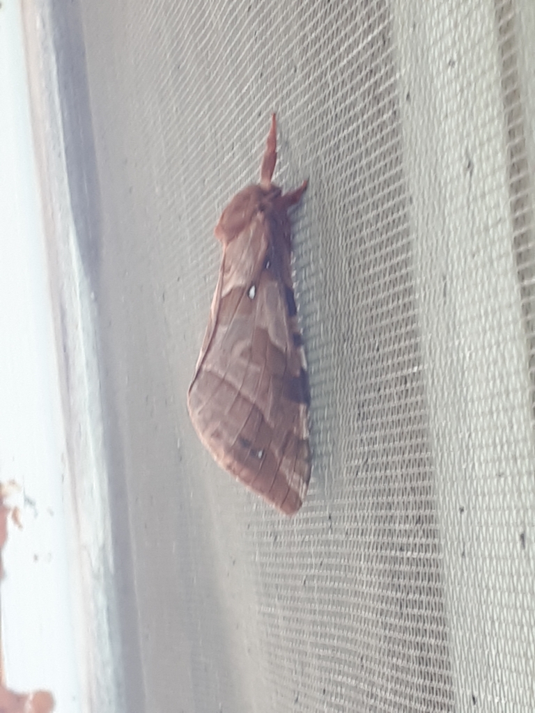 Four-spotted Ghost Moth from Sept-Îles, QC G4R 0E8, Canada on July 26, 2022 at 03:08 PM by ...