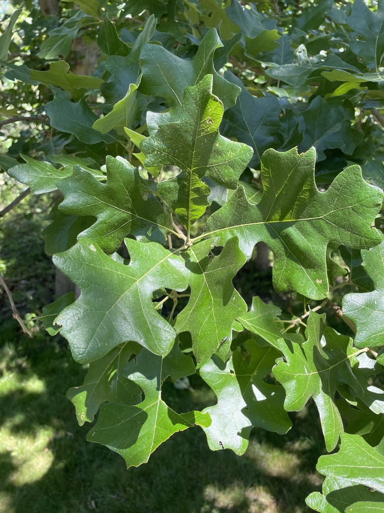 post oak from Martha's Vineyard, Vineyard Haven, MA, US on July 07 ...