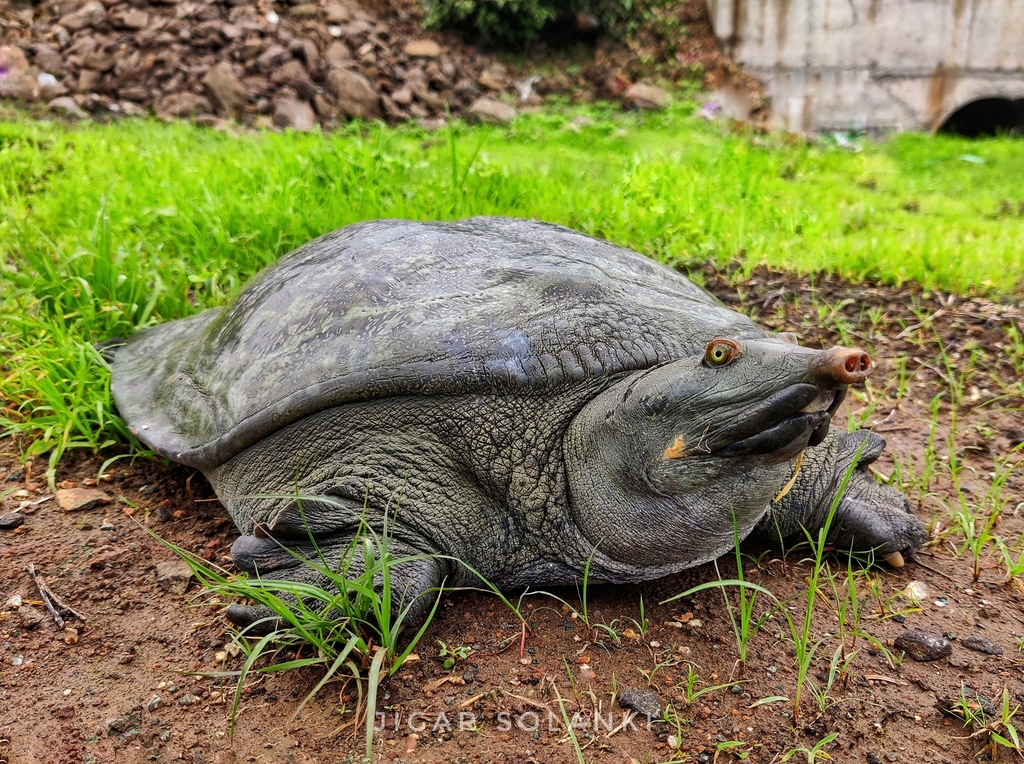 Leith's Softshell Turtle in July 2022 by Jigar Solanki · iNaturalist