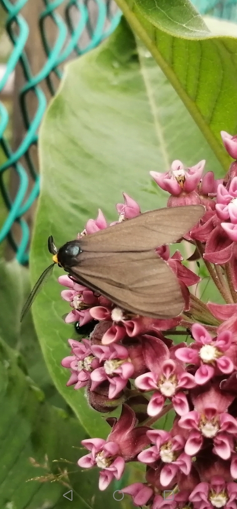 Virginia Ctenucha Moth from Evansville, ON P0P 1E0, Canada on July 28 ...